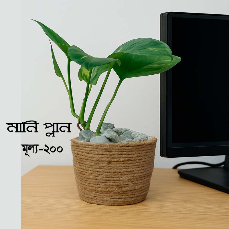 Mony Plan Tree with Pot – K SHOP